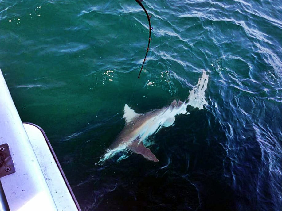 Shark Fishing